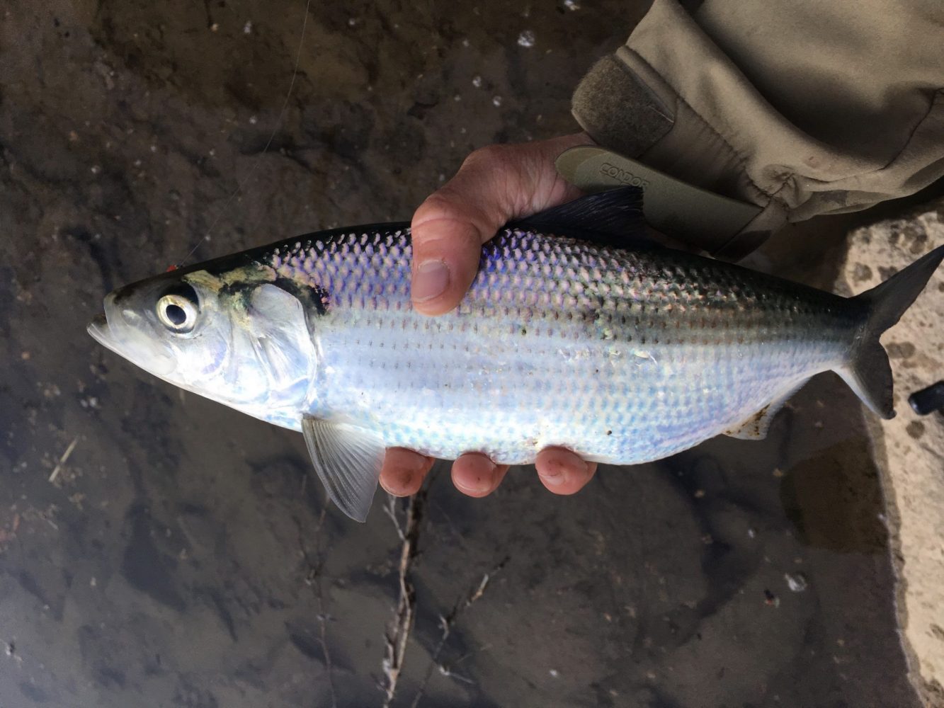March 10, 2020 - Boating in DC Kayaking, Paddling, Passes, Tours, Classes