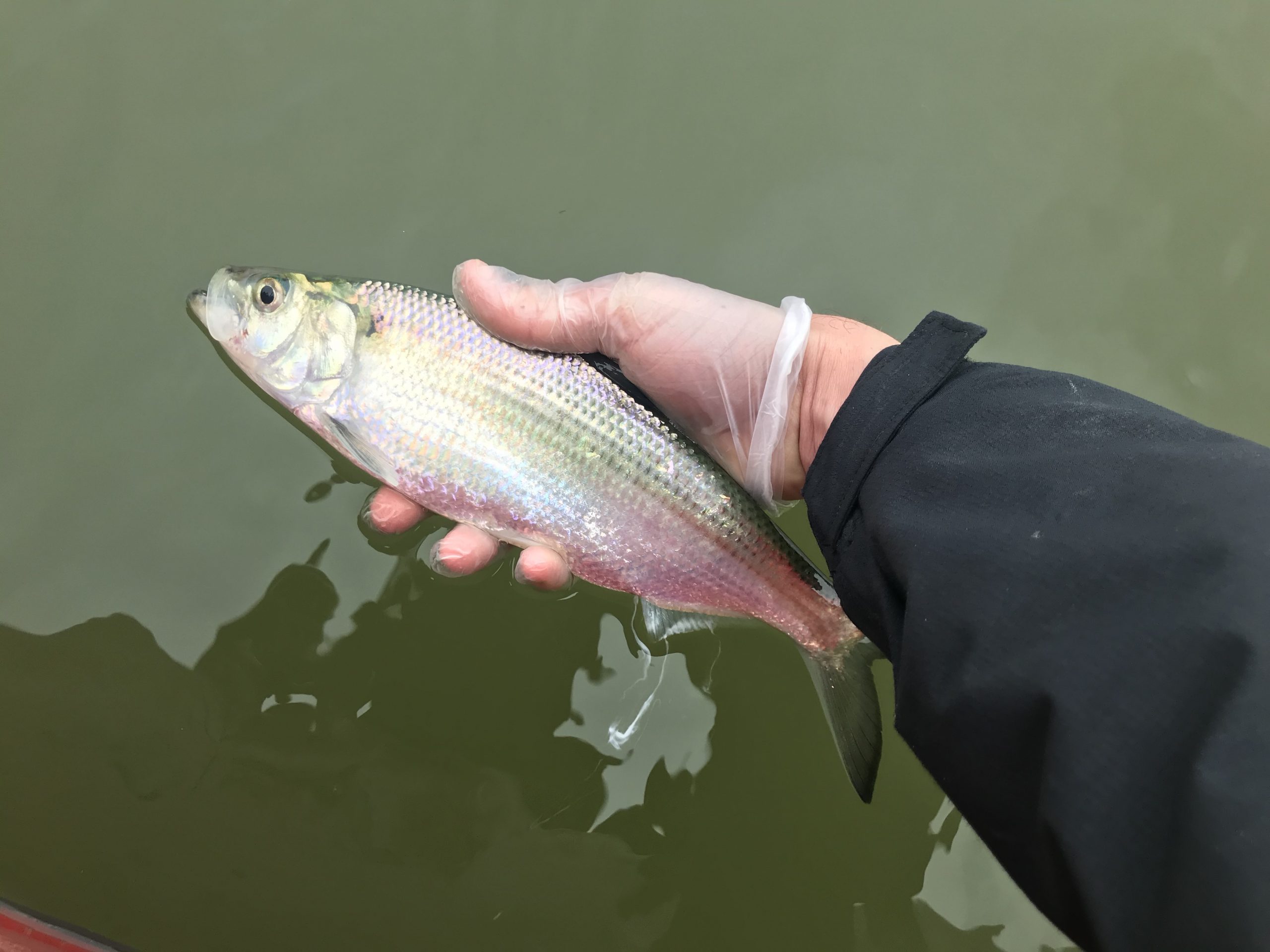 March 24, 2020 - Boating in DC Kayaking, Paddling, Passes, Tours, Classes