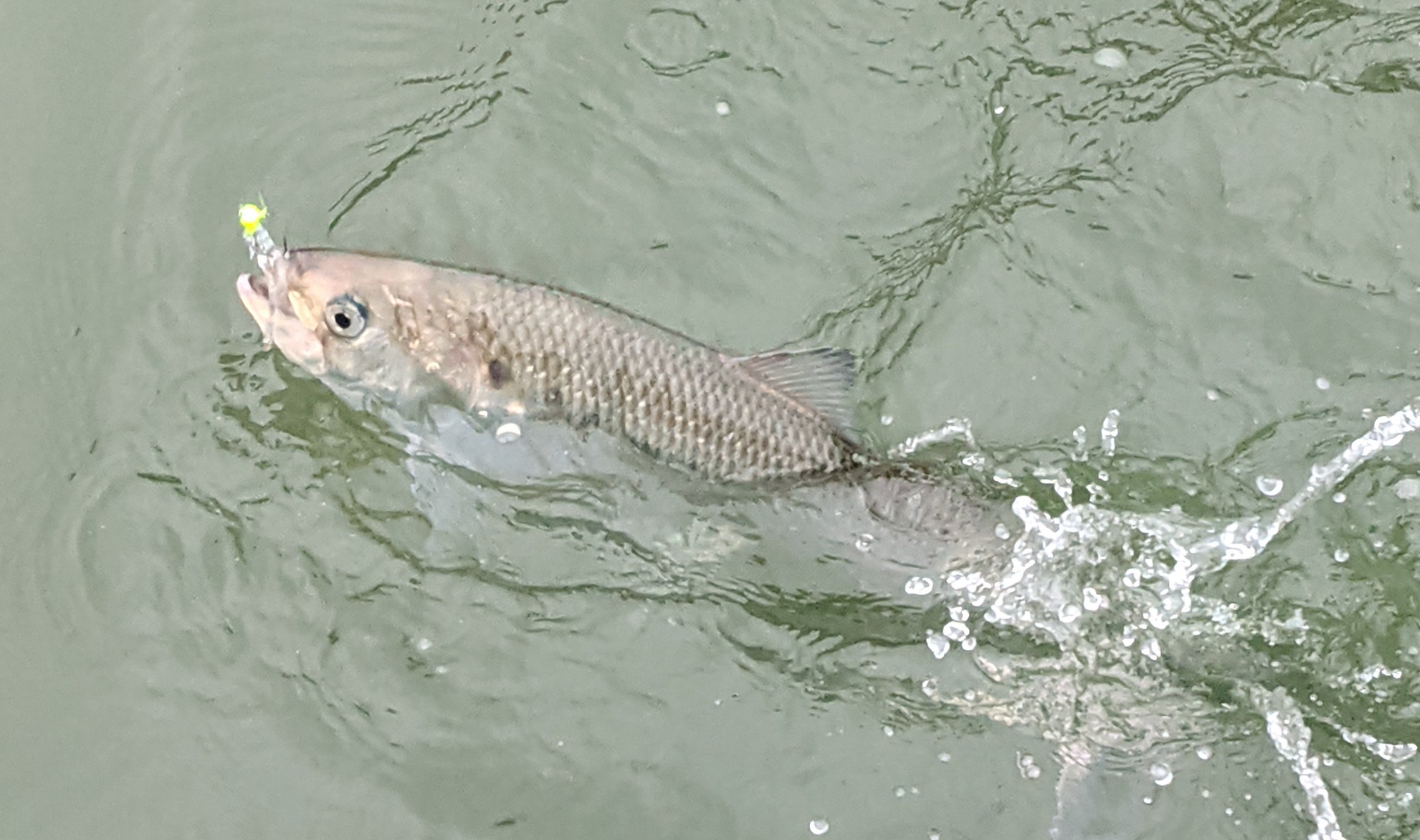 March 20, 2021 - Boating in DC Kayaking, Paddling, Passes, Tours, Classes