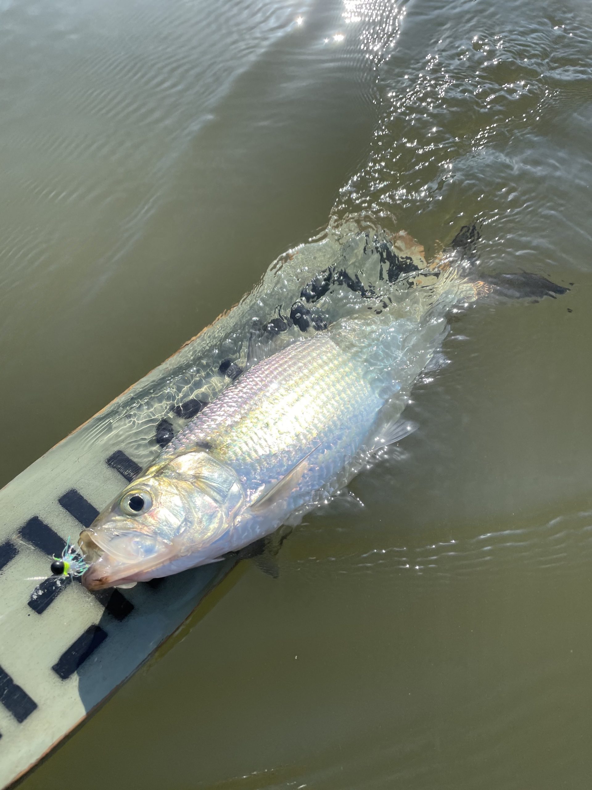 April 5, 2021 - Boating in DC Kayaking, Paddling, Passes, Tours, Classes