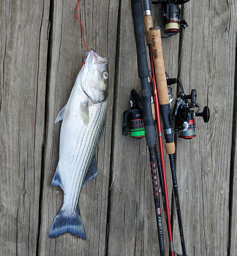 Fletcher’s Boathouse Reopens for Shad Fishing Season! - Boating in DC ...